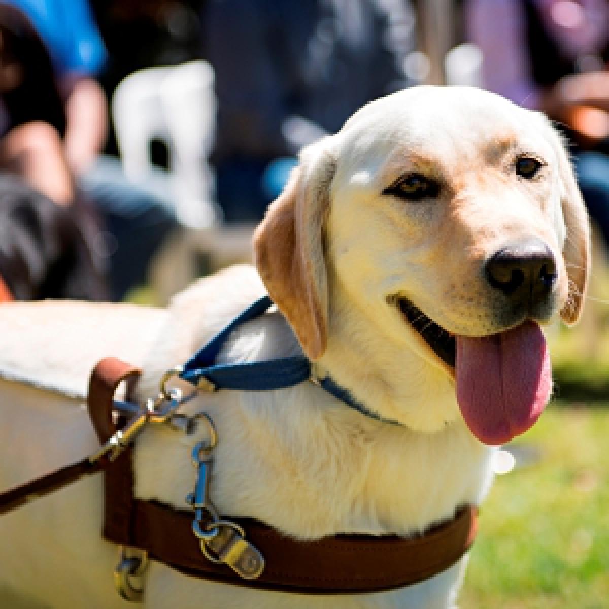 Guide Dogs at Sydney Dog Lovers Show | Australian Dog Lover