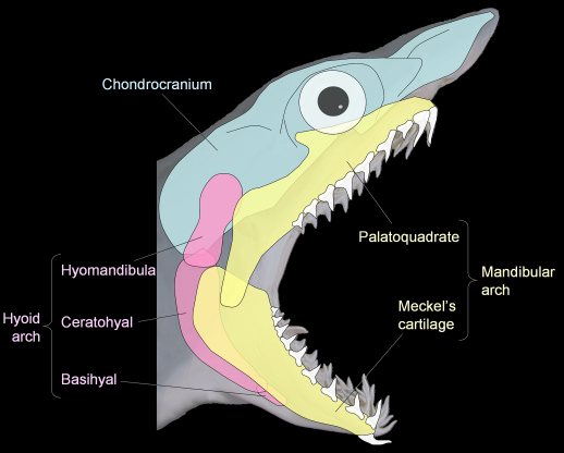 BIOLOGIA PARA A VIDA : SUBFILO CRANIATA - GNATHOSTOMATA