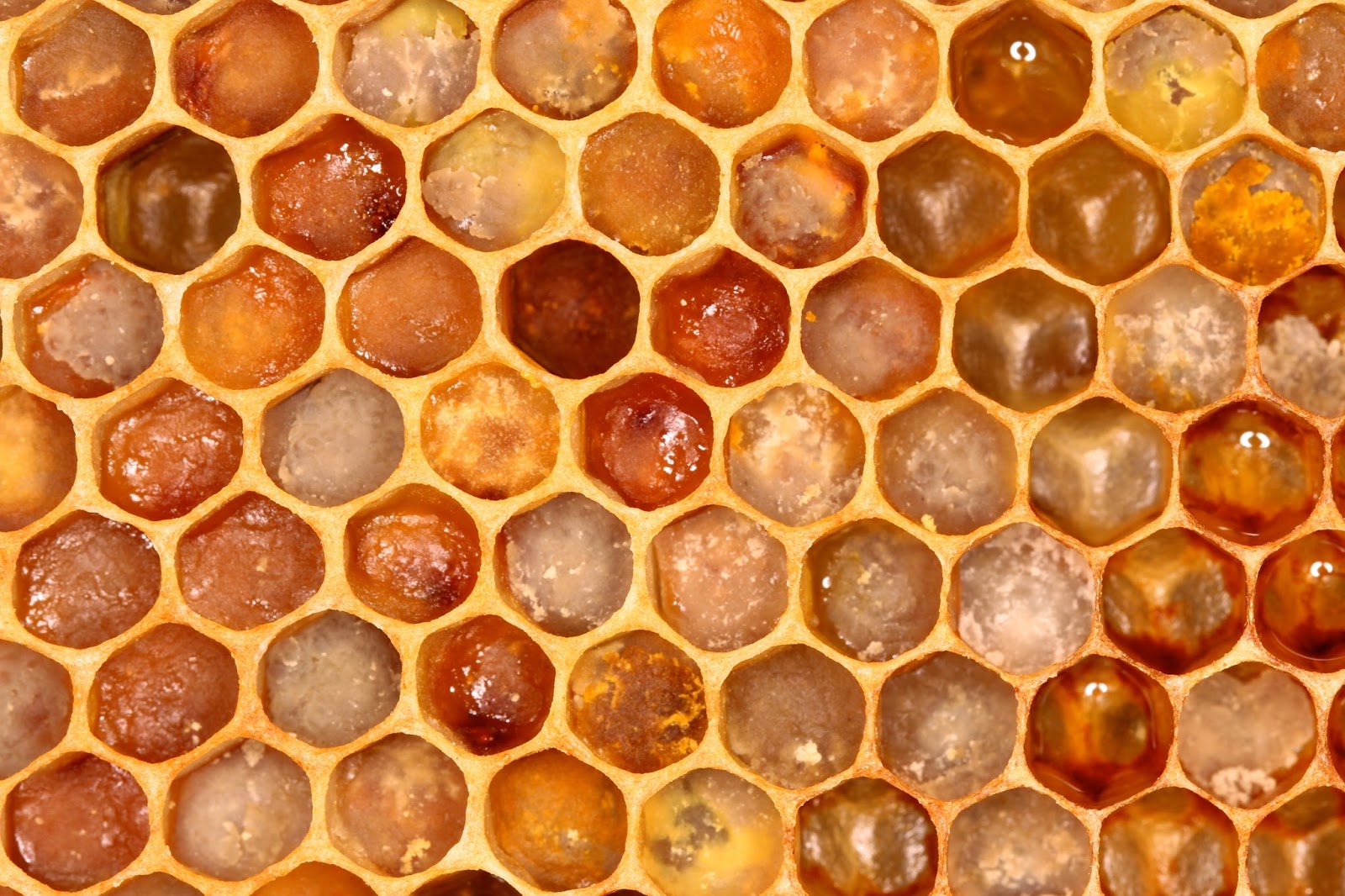 TrogTrogBee: Summer pollen colours