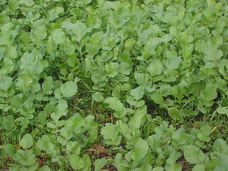 We love Our Bangladesh: Radish (Mula) is a winter vegetables in Bangladesh