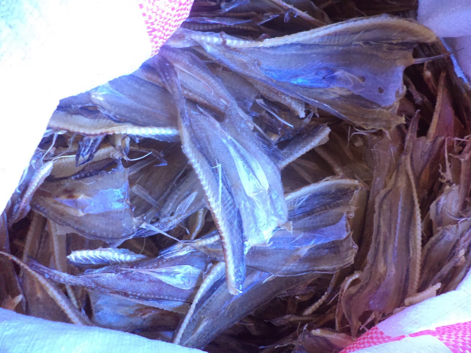 IKAN TIPIS/PEPIJA KHAS TARAKAN KALTARA