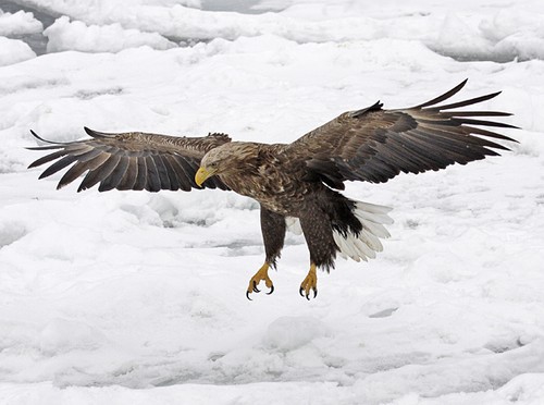 Spreebird wildlife: EAGLES OF PAKISTAN