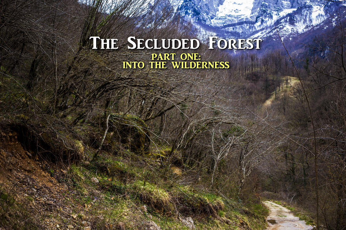 The Secluded Forest [Part 1/3]: Into the Wilderness - Mersad Donko ...