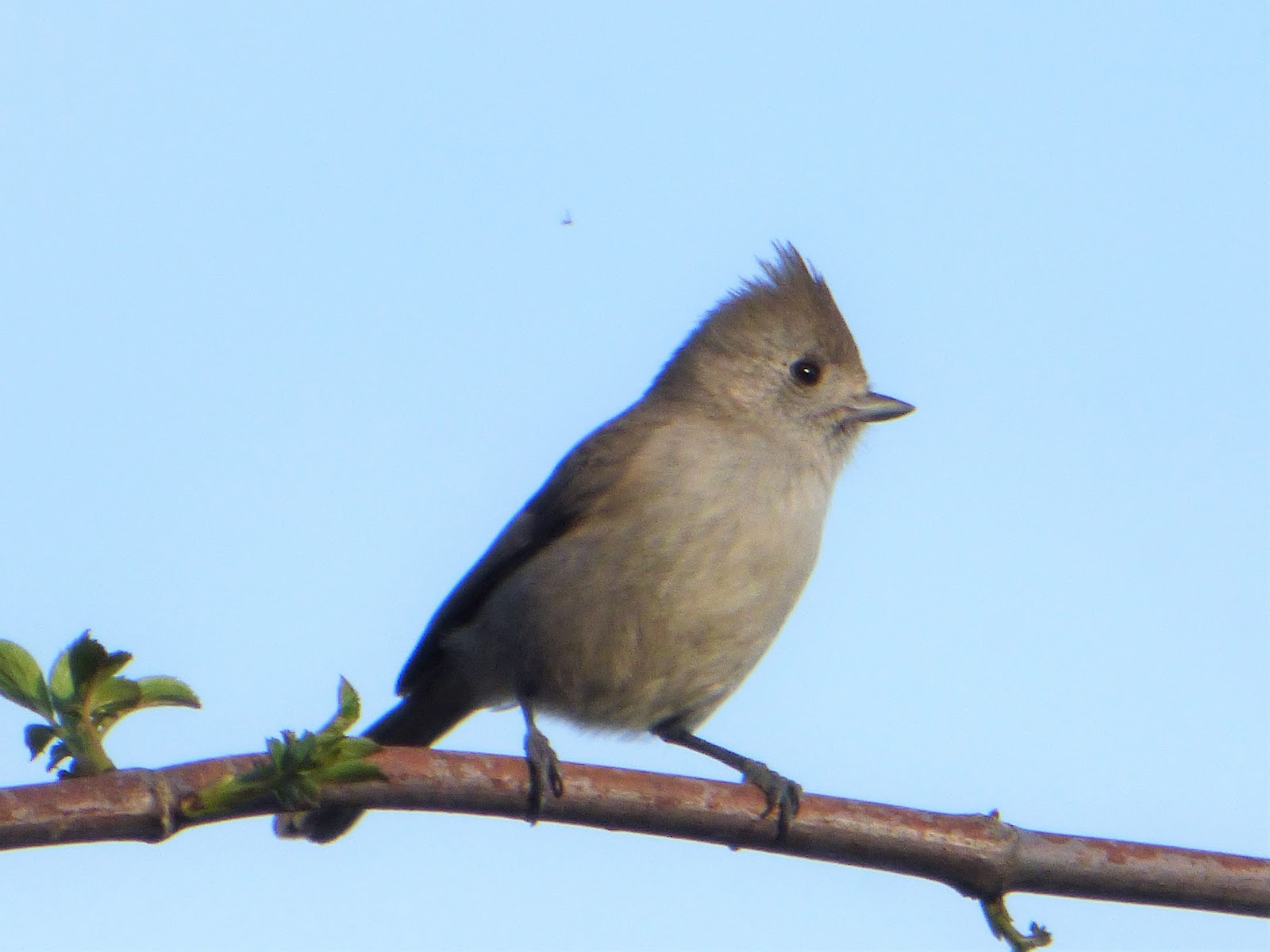 Geotripper's California Birds: Oak Titmouse on the Tuolumne River