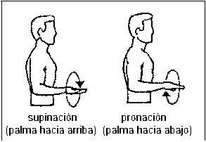 Kinesiologia de la Danza: Movimientos corporales 2.