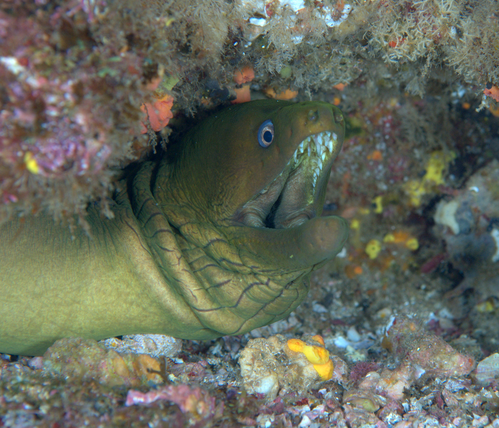 under pressure world: Panamic Green Moray Eel- Socorro Islands, MX
