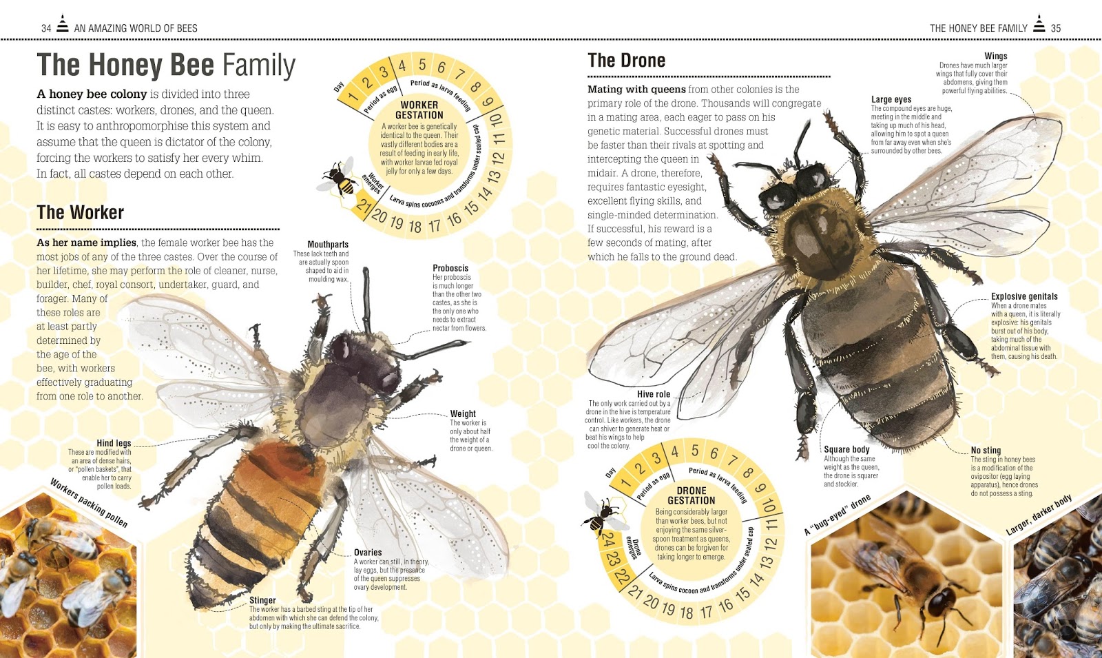 Daughter Number Three Bee Facts daughter-number-three-bee-facts