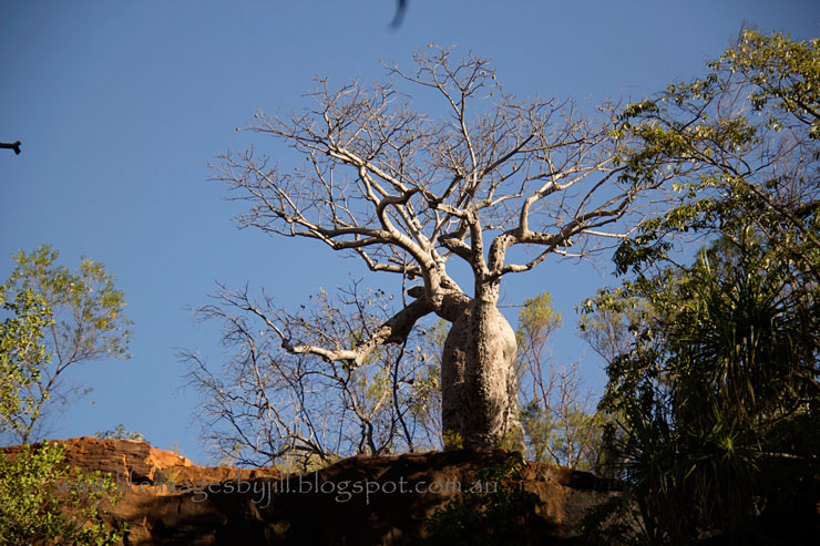 Life Images by Jill: The Boab tree - Adansonia gregorii