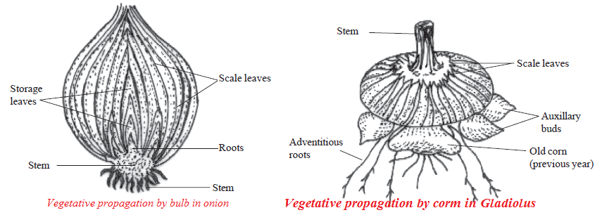 class 10 : How do Organisms Reproduce? Biology CBSE study nores