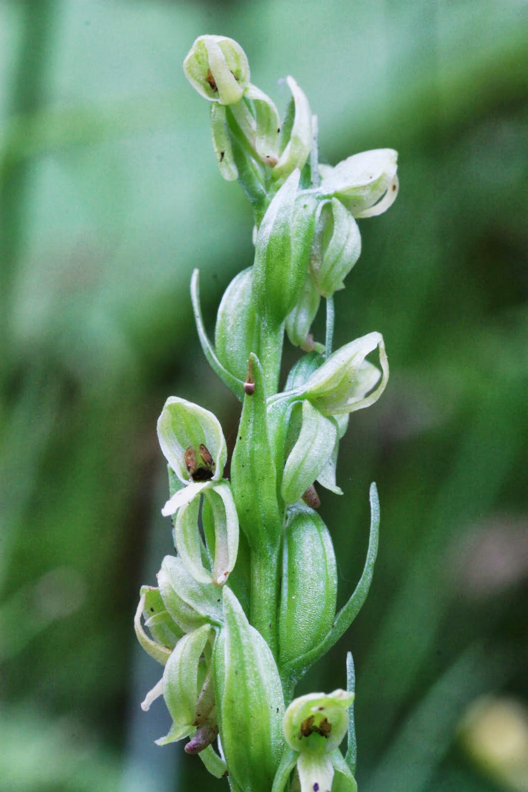 Native Orchids of the Pacific Northwest and the Canadian Rockies (and ...