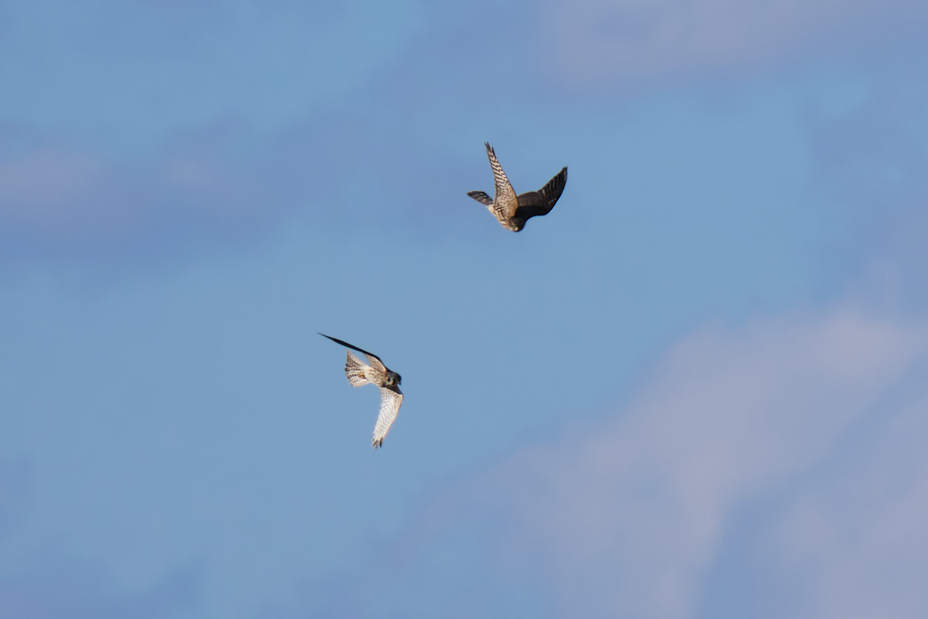 Nathan's Nature Adventure Blog: Watching Hawks