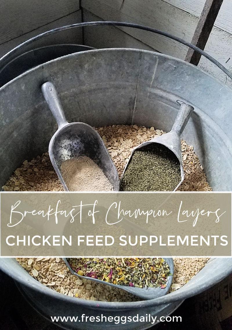 Breakfast of Champion Layers | Chicken Feed Supplements - Fresh Eggs ...