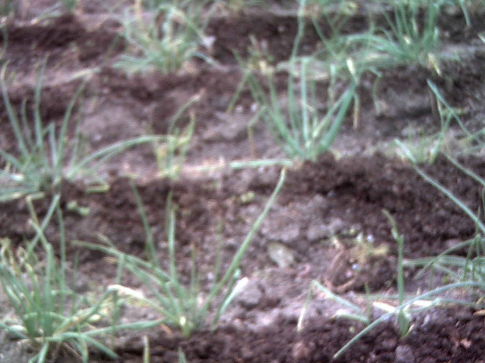 SIEMBRA Y PRODUCCION DE CEBOLLA JUNCA EN MONGUA: DESCRIPCION DEL PRODUCTO