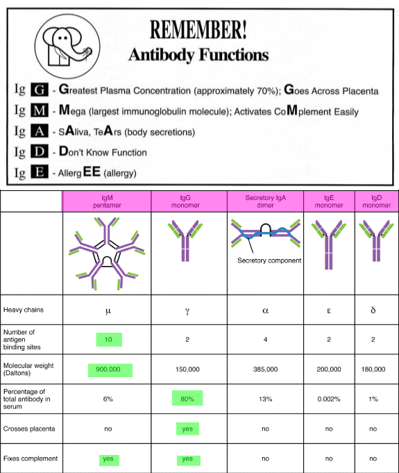 Immunoglobulins Structure and function Mnemonic.