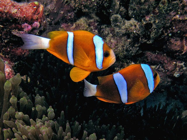 Borneo Island, Awaken To A Different World: Barrier Reef Anemonefish ...