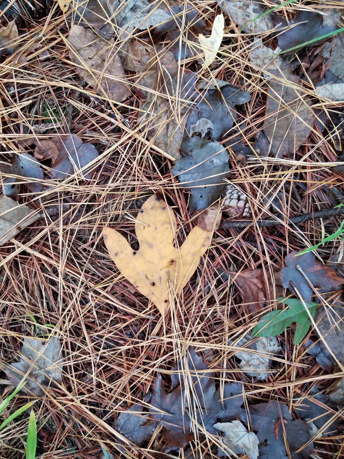 The Virginia Nomad: Au Naturale (10/18/2019)