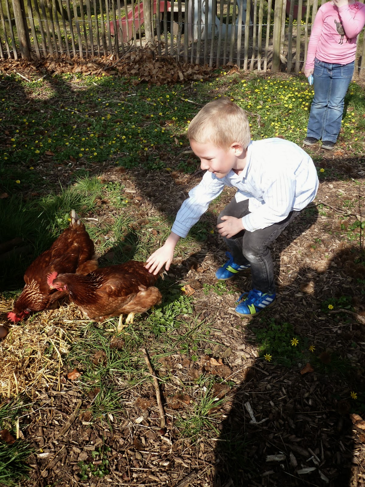 Welkom in de 3de kleuterklas.: Kippen op school.