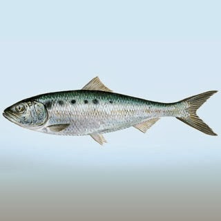 zoocity: Alose feinte (Alosa fallax )