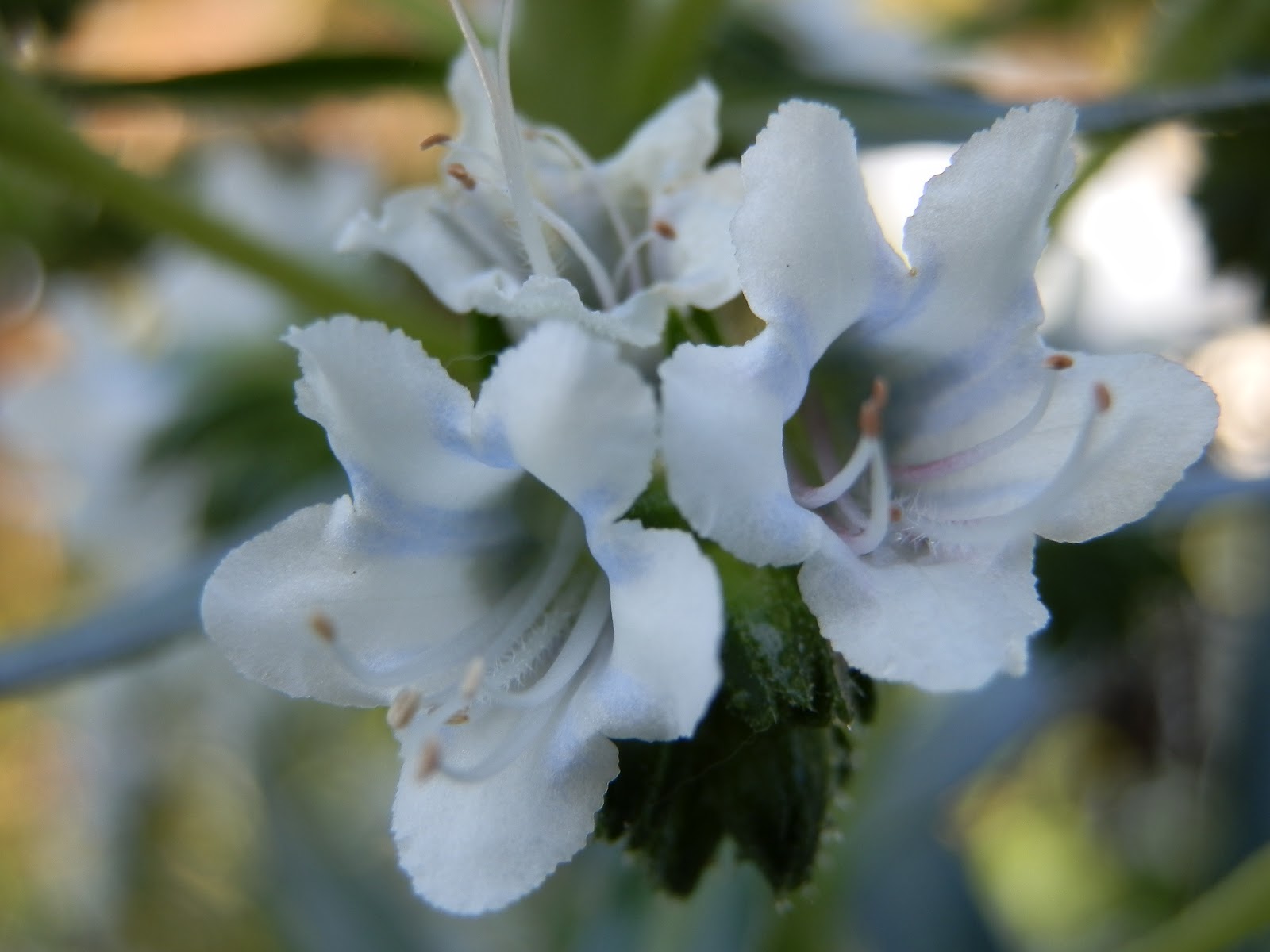 AulaTicBio: Tajinaste blanco