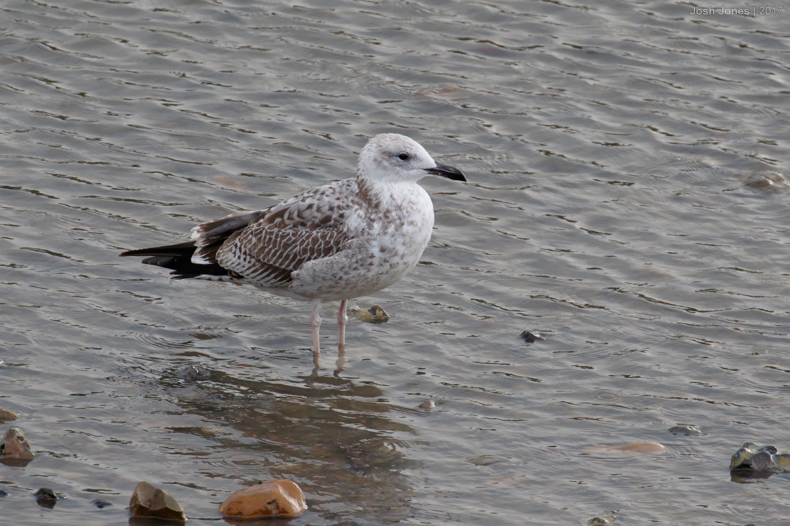 First Caspian Gull of the season in Hammersmith | Best Pictures