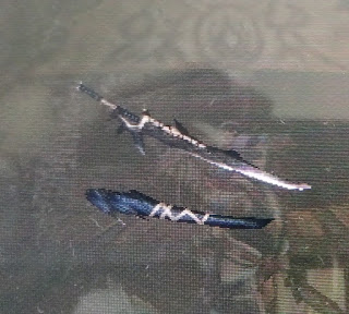 Long Sword: Nargacuga Series - MHP3rd Weapon Tree