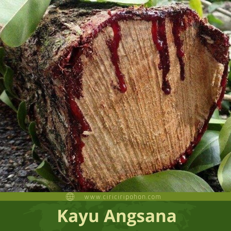 Yuk Ketahui Manfaat Kulit, Daun dan Getah Pohon Angsana ...