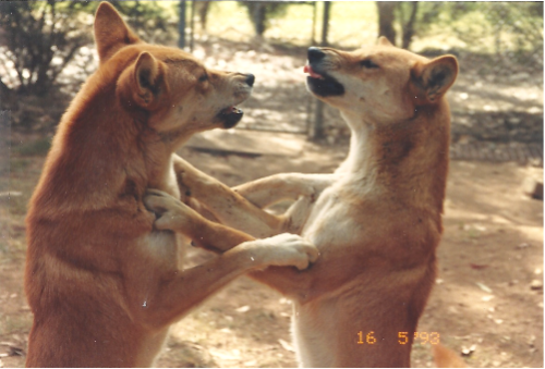 Dingo Lady: Berenice explains ‘play fighting’ between litter sisters.