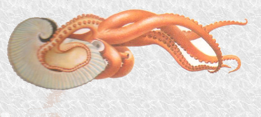 Zoológico Virtual do Koba: Argonauta