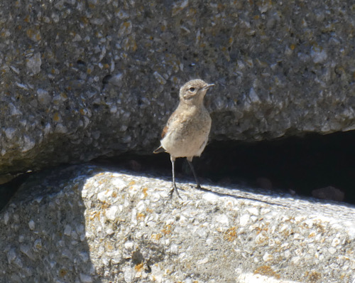 Heysham Bird Observatory: First Wheatear of..........Autumn!