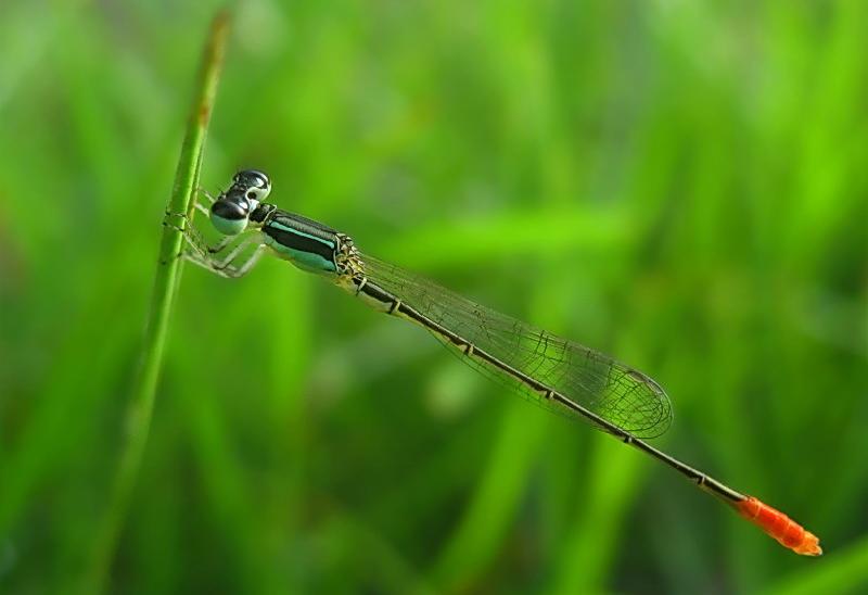 MindfreakBlog: Capung sebagai Indikator Air Bersih