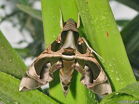PATUNGCENDANA : HAWK-MOTH ... oleander or jade
