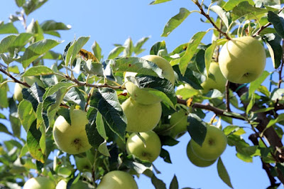 Cuina Cinc: Primera Poma de Girona 2017