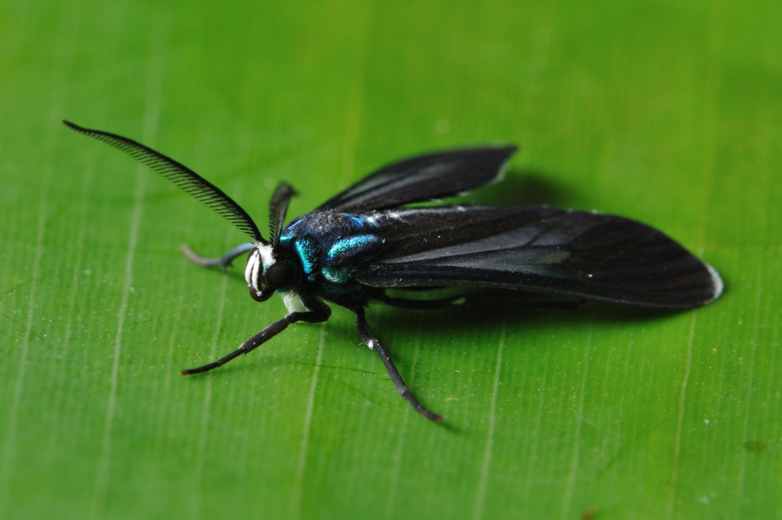 NMW: Some Costa Rican Moths | the pace of nature