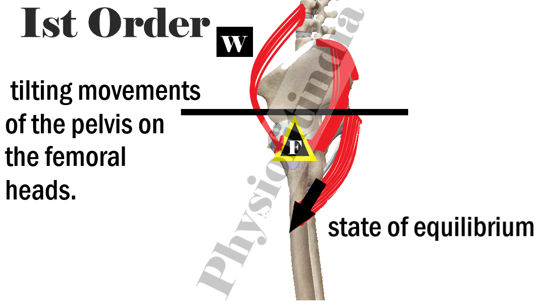 Levers Types And Examples of Levers of the Body