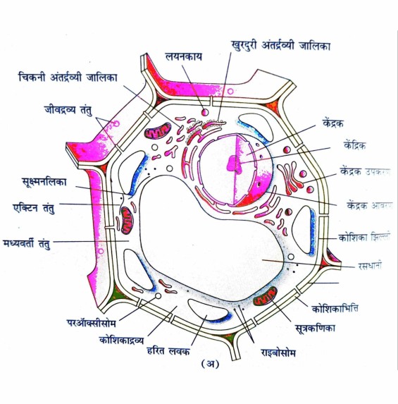 कोशिका व कोशिका अंगको का इतिहास व खोज के प्रमुख वैज्ञानिक,वर्ष सहित ...