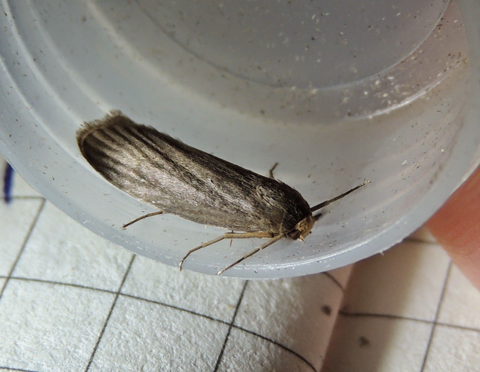 Gary's Birding Blog: Moths of July - a record Month