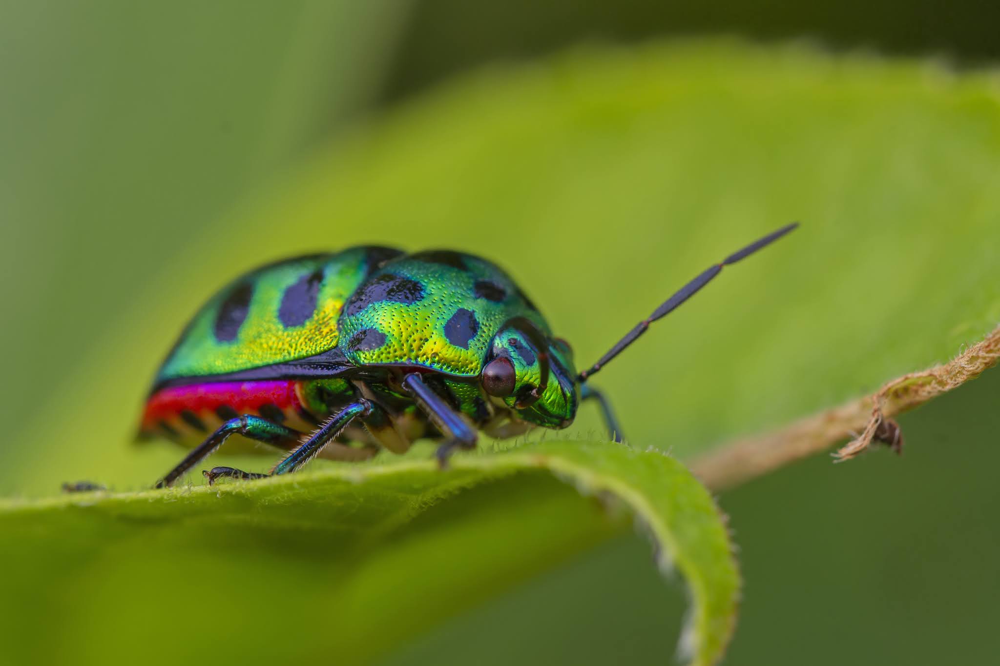 Lychee Shield Backed Jewel Bug(Chrysocoris stollii)