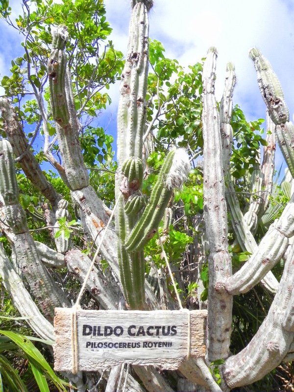 Fieldguide Fridays – Bearded Cactus | Stacie Steensland