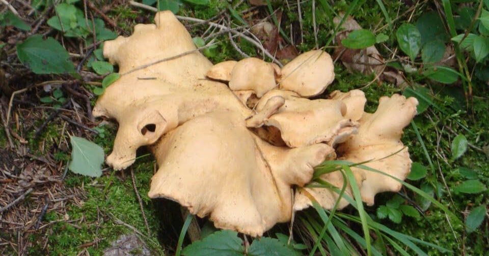 Mushrooms from Romania: Albatrellus confluens