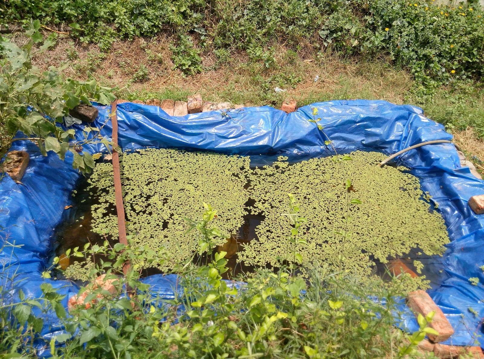 Animal husbandry kaikalur: AZOLLA CULTIVATION IN FIELD LEVEL ...