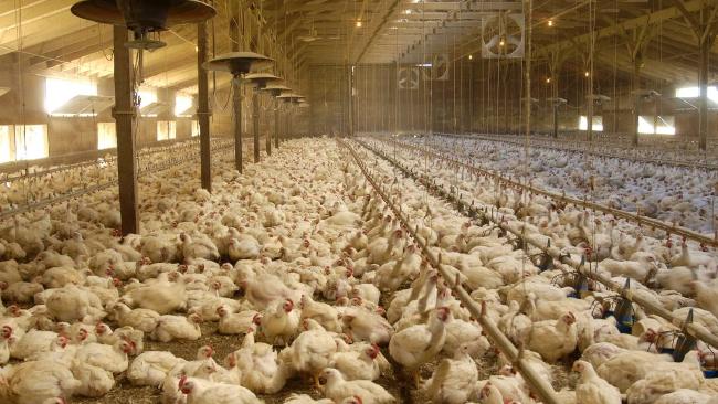 Vanguard: Baiada Attacks Workers AND Farmers