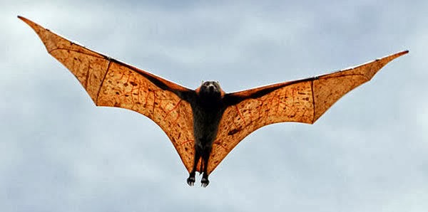 Lil Black Bloody Hood: Largest Bat in the World -- in the PHILIPPINES! :D