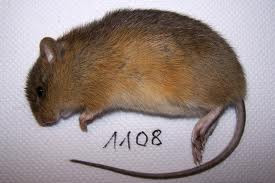 Argentina nativa: Rata nutria chaqueña (Holochilus chacarius)