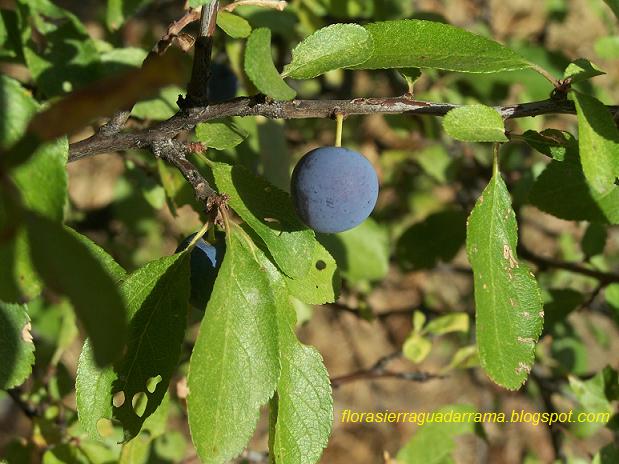 flora de la Sierra de Guadarrama: Prunus