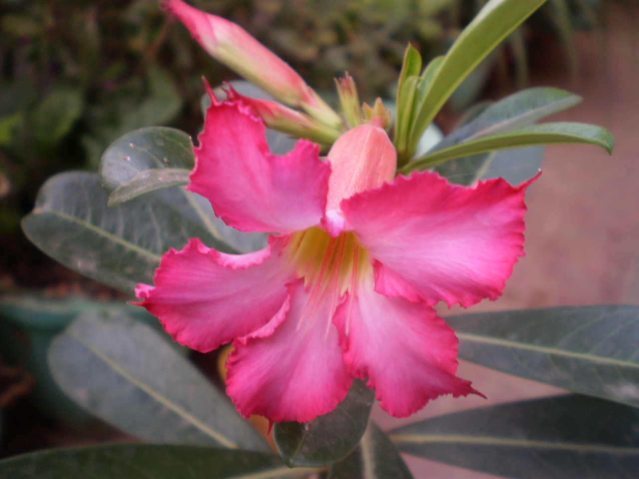 biju: Adenium- The Desert Rose- Cultivation guide