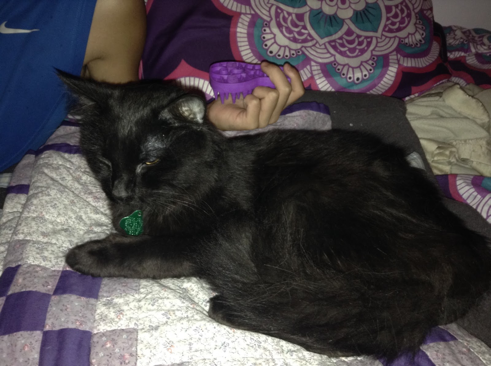 Hundreds of cats, Thousands of cats, Millions and Billions and ...