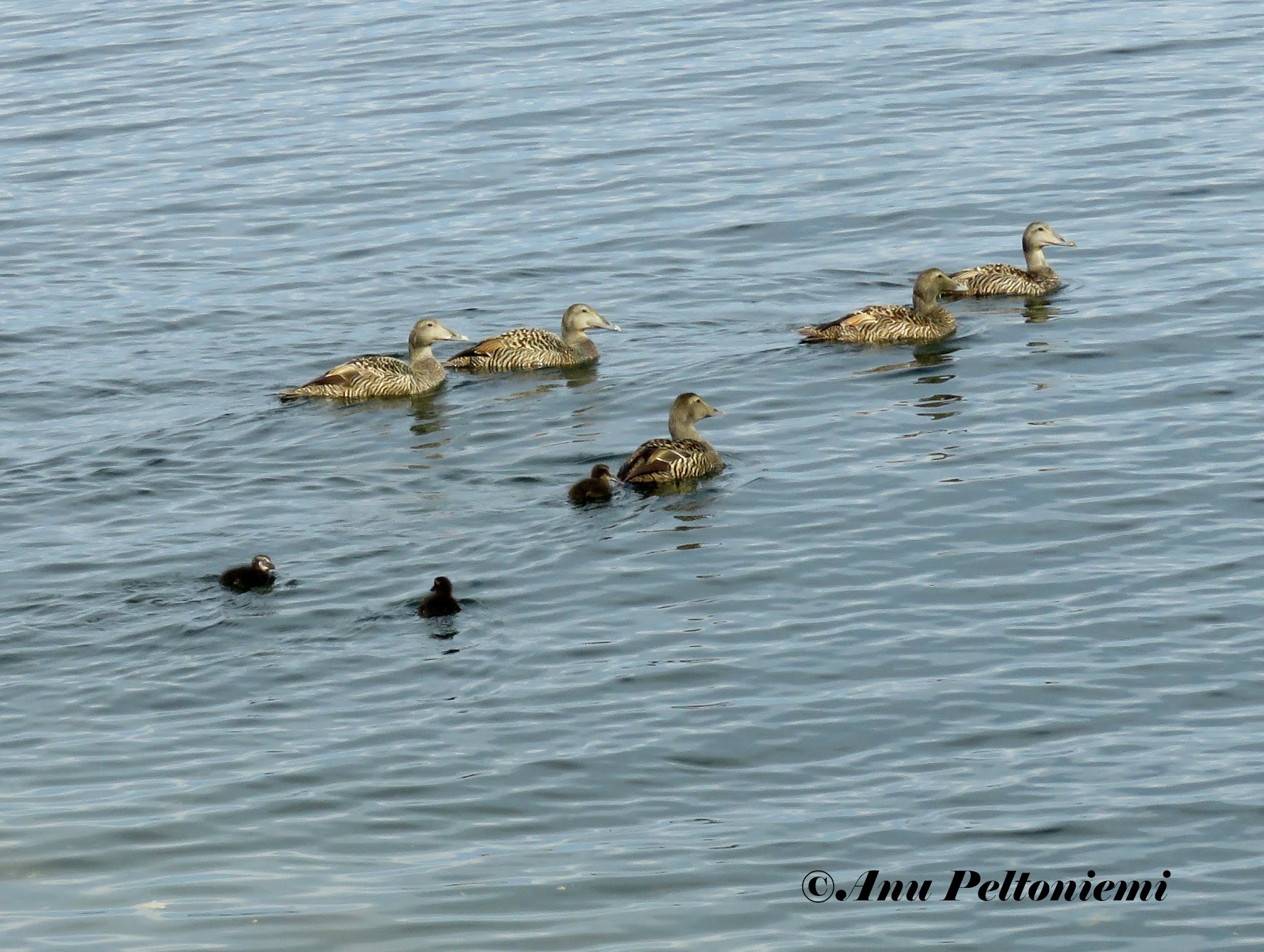 Lintuilua - Birding: Porkkala ja haahkat - Porkkala and eiders