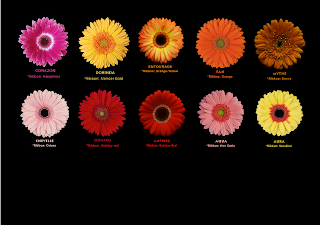 EmmaCooper DesignContextBlog: Gerbera colours