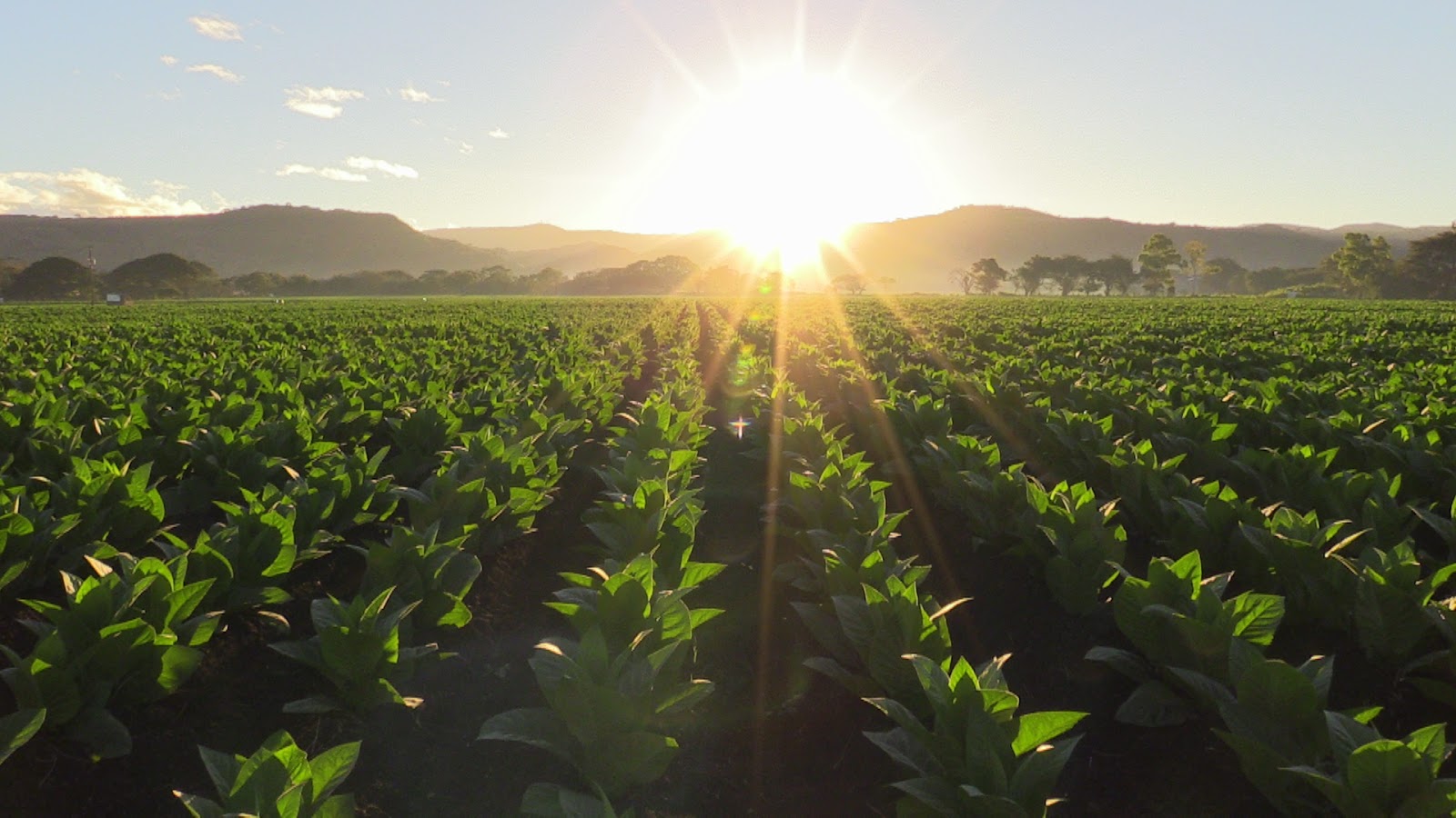 Tobacconist University: CIGARS 101.5: Agriculture