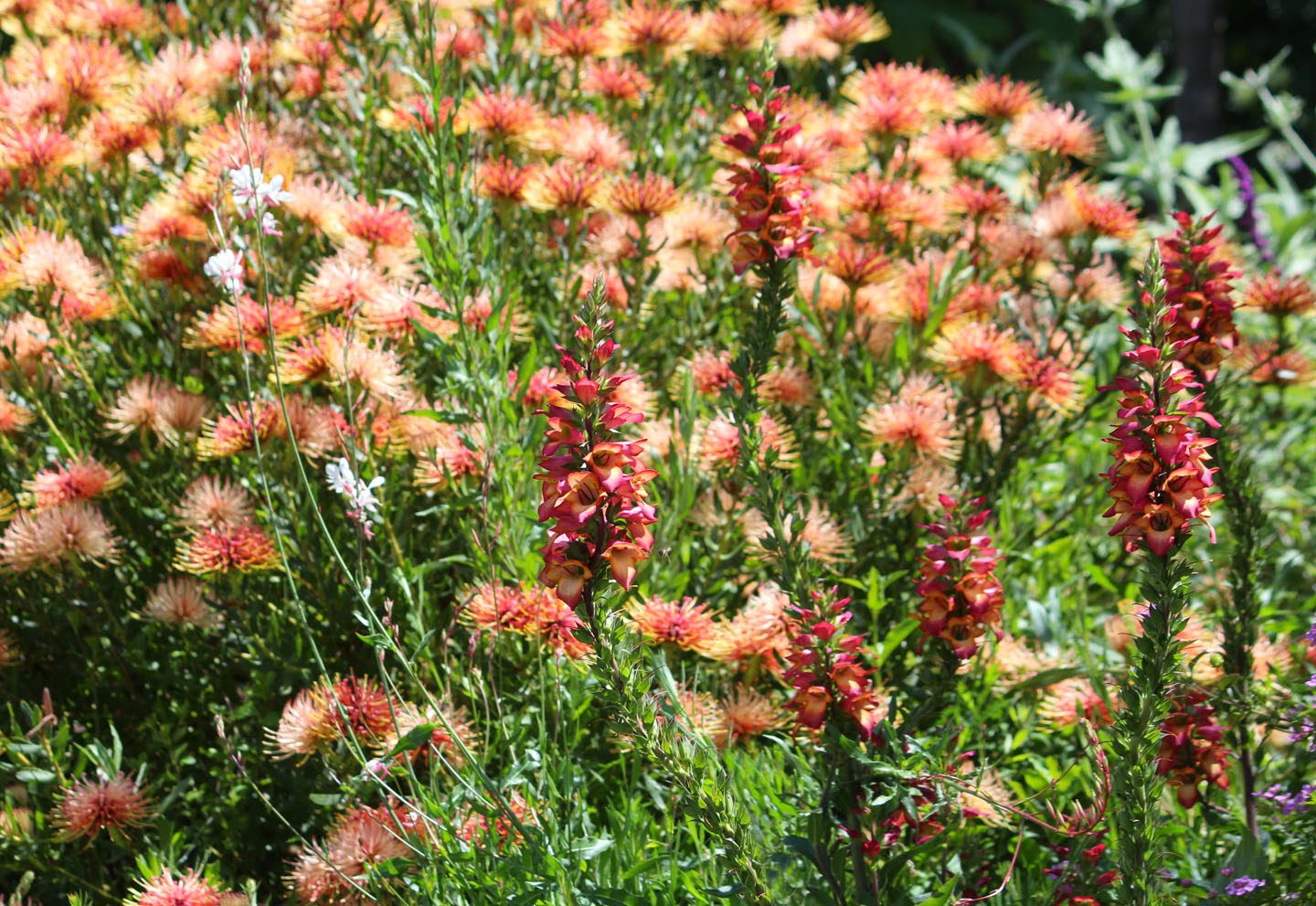 66 Square Feet (Plus): Hot flower